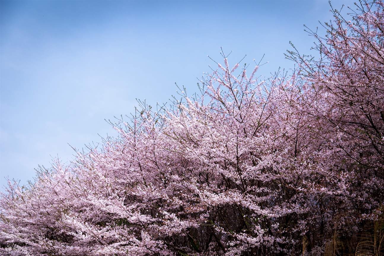 [Cherry Blossom Limited] Guizhou Pingba Cherry Blossom Day Tour (Round ...